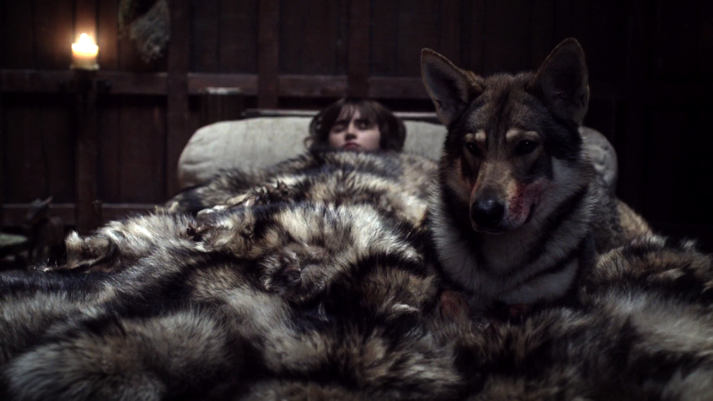 6 Best Moments The Stark’s Direwolves Have Touched Our Hearts ...