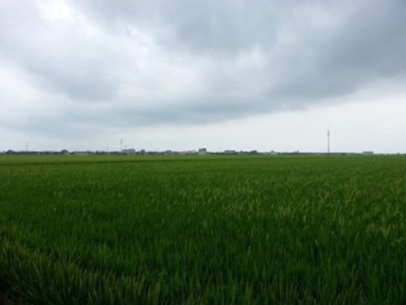 Seasons Of Sekinchan – A Quick Guide To One Of Malaysian’s Favourite ...