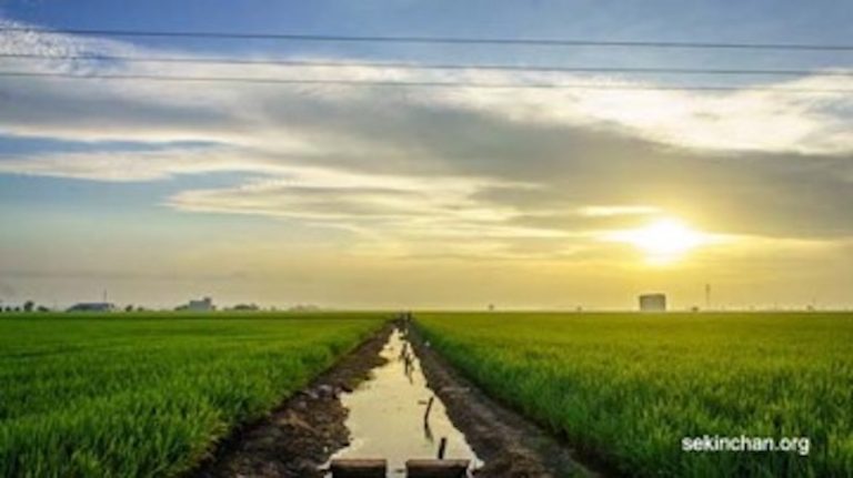 Seasons Of Sekinchan – A Quick Guide To One Of Malaysian’s Favourite ...