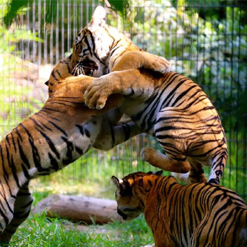 11 Fun Facts About The Malayan Tiger – SevenPie.com: Because Everyone ...