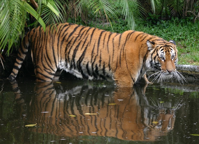 11 Fun Facts About The Malayan Tiger – SevenPie.com: Because Everyone ...