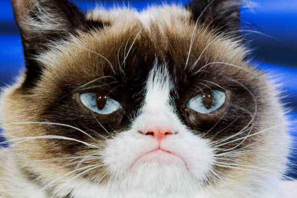 11 Fun Facts About The Malayan Tiger – SevenPie.com: Because Everyone ...