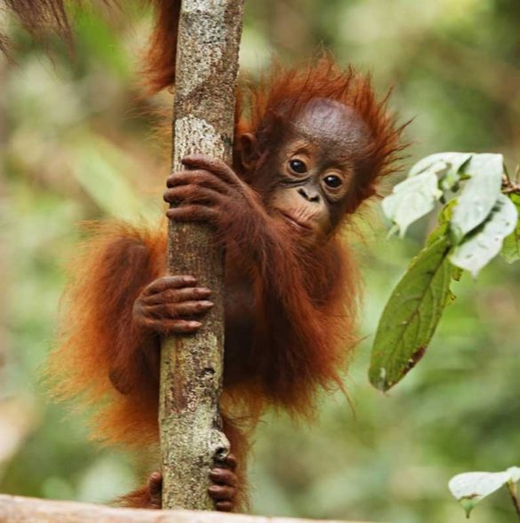 7 National Symbols Of Malaysia That Every Malaysians Should Know ...